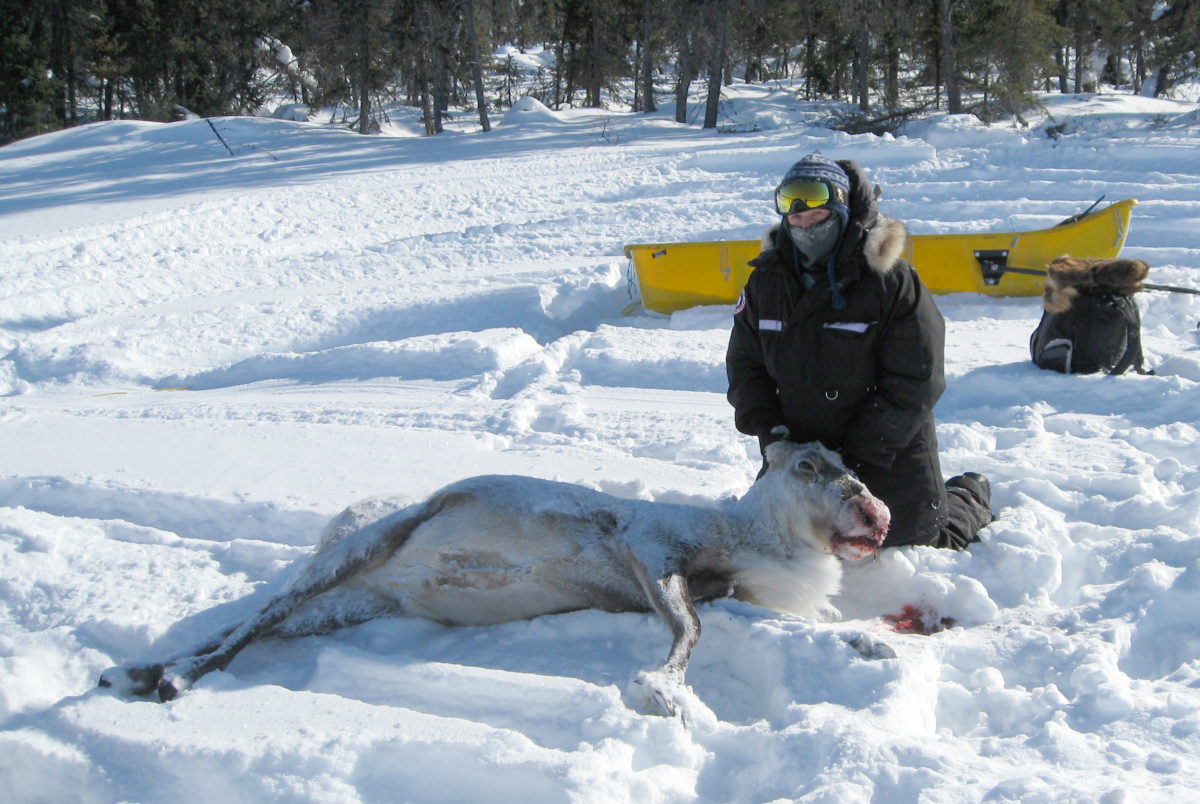 Caribou Board Seeks Harvest Information – Beverly and Qamanirjuaq ...