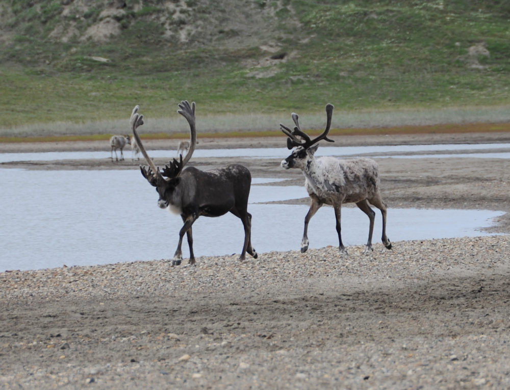 Caribou Board Seeks Harvest Information – Beverly and Qamanirjuaq ...
